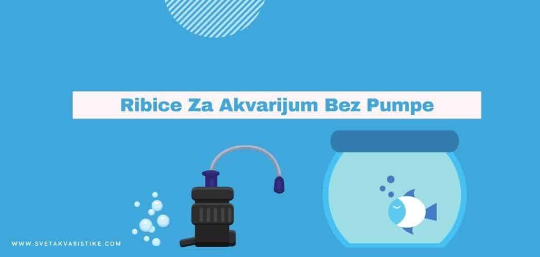 Ribice Za Akvarijum | Najbolje Vrste Za Početnike » Svet Akvaristike