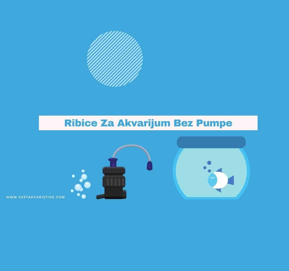 Ribice Za Akvarijum Bez Pumpe » Svet Akvaristike