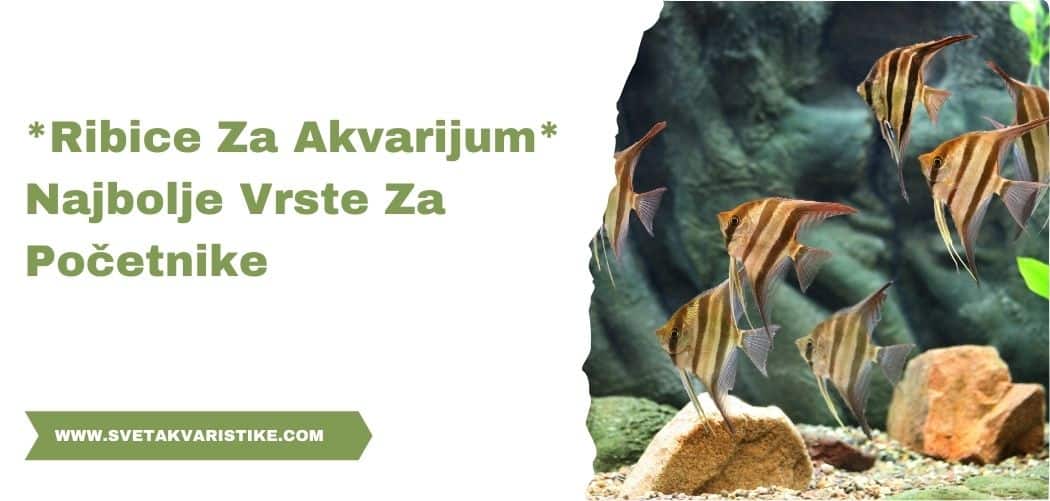 Ribice Za Akvarijum | Najbolje Vrste Za Početnike » Svet Akvaristike