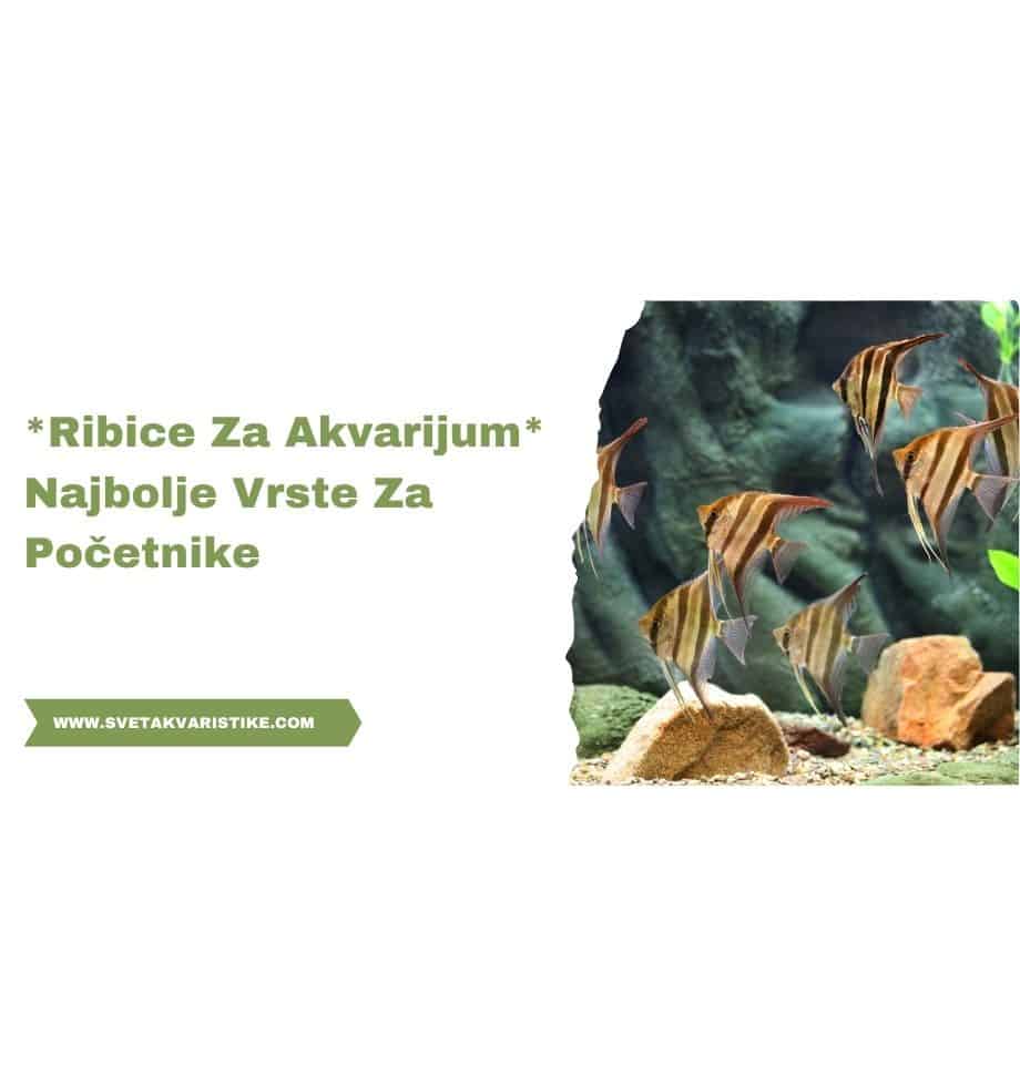 Ribice Za Akvarijum | Najbolje Vrste Za Početnike » Svet Akvaristike