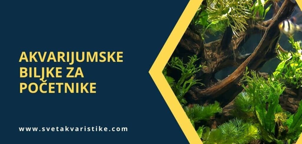Ribice Za Akvarijum | Najbolje Vrste Za Početnike » Svet Akvaristike