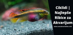 Ciklidi | Najlepše Ribice za Akvarijum » Svet Akvaristike