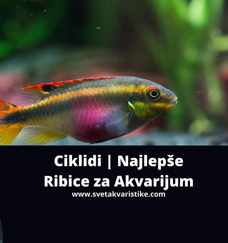Ciklidi | Najlepše Ribice za Akvarijum » Svet Akvaristike