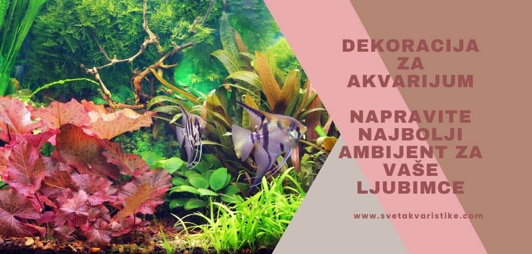 Dekoracija za Akvarijum | Kamen, Drvo, Kokos » Svet Akvaristike