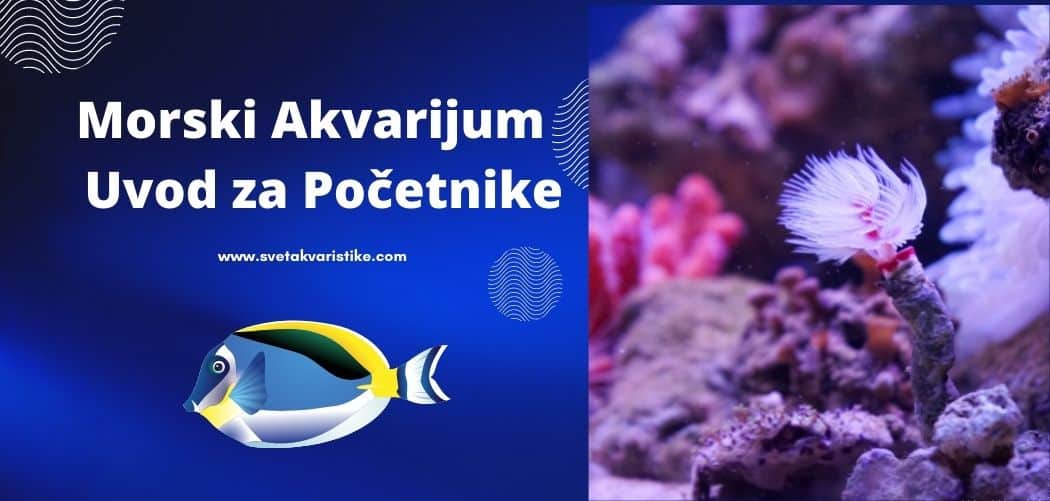 Morski Akvarijum | Uvod za Početnike » Svet Akvaristike