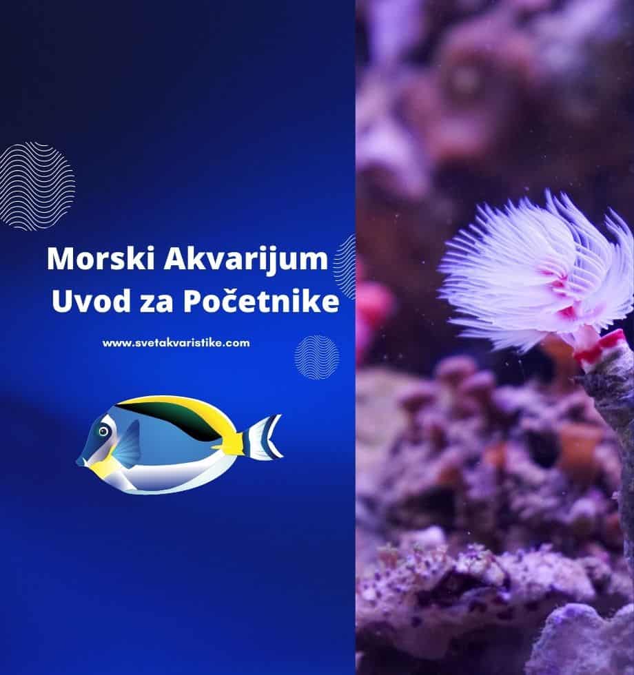Morski Akvarijum | Uvod za Početnike - Svet Akvaristike