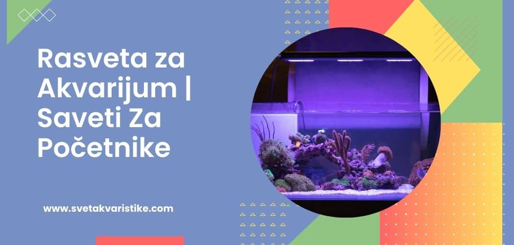 Kako Uspešno Formirati Akvarijum: Saveti za Početnike » Svet Akvaristike