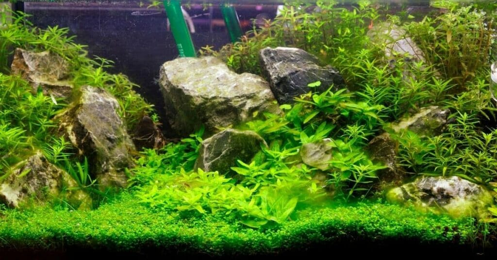 Cyperus Helferi Akvarijumska Biljka » Svet Akvaristike
