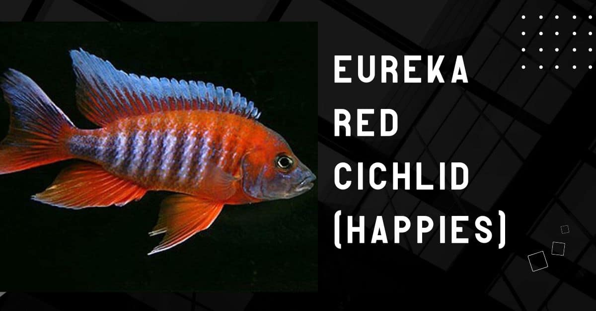 Eureka Red Cichlid (Happies) » Svet Akvaristike