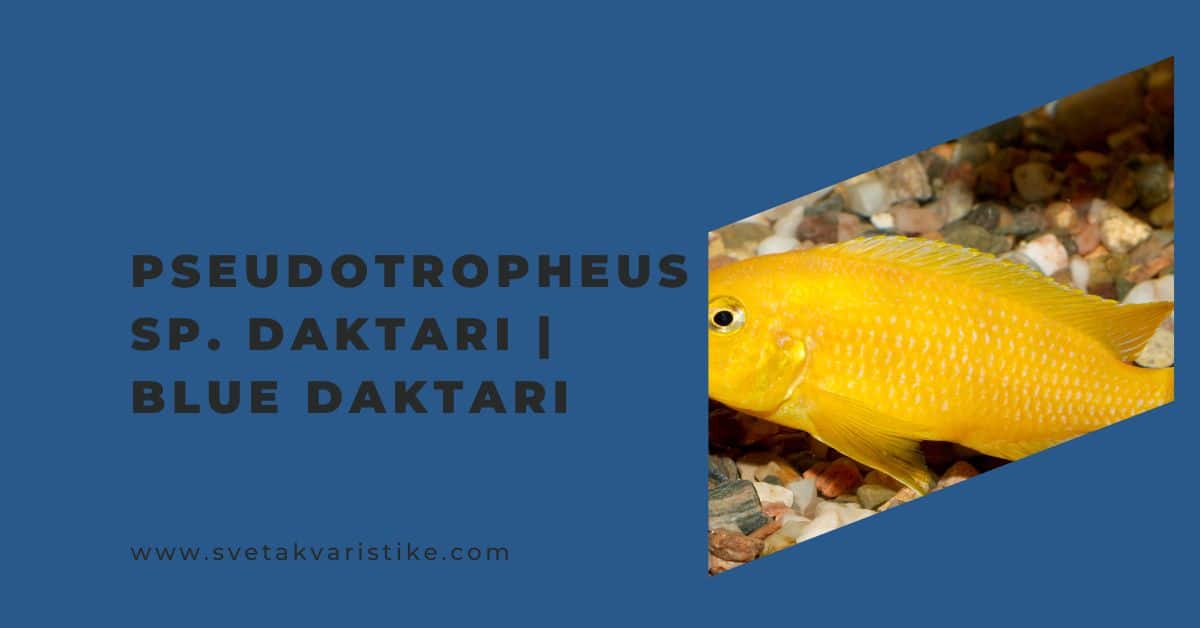 Pseudotropheus sp. Daktari | Blue Daktari » Svet Akvaristike