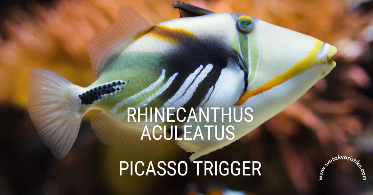 Rhinecanthus Aculeatus | Picasso Trigger » Svet Akvaristike