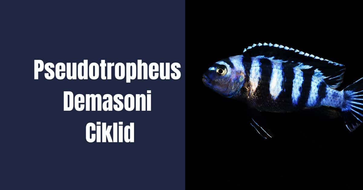Pseudotropheus Demasoni Ciklid » Svet Akvaristike