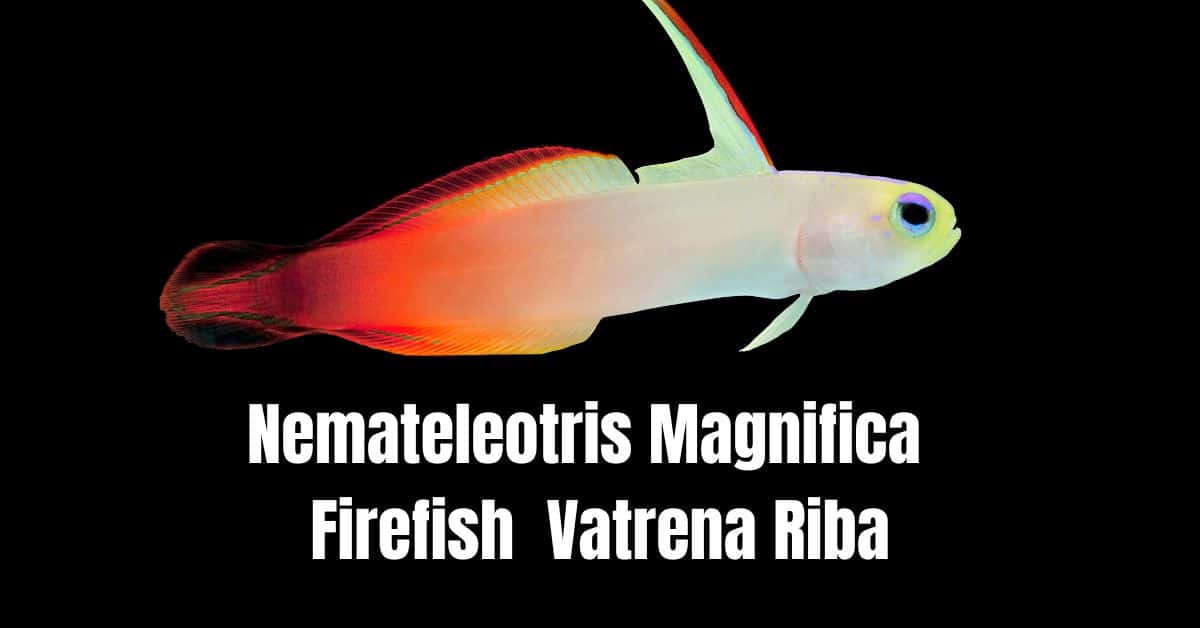 Nemateleotris Magnifica | Firefish – Vatrena Riba » Svet Akvaristike