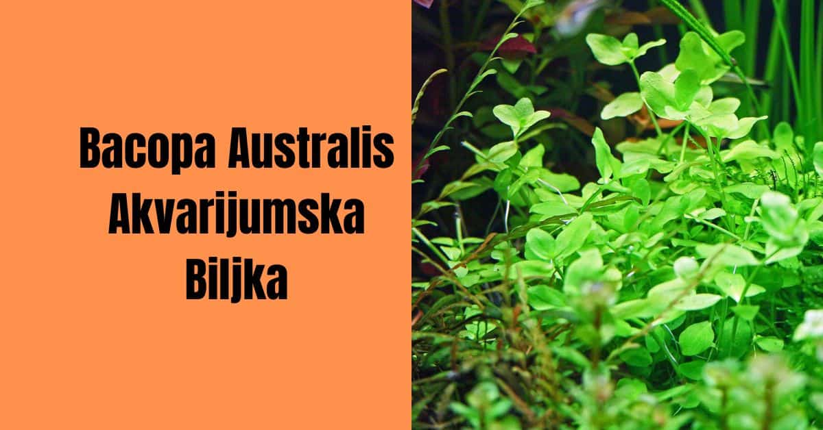 Elatine Triandra Akvarijumska Biljka » Svet Akvaristike