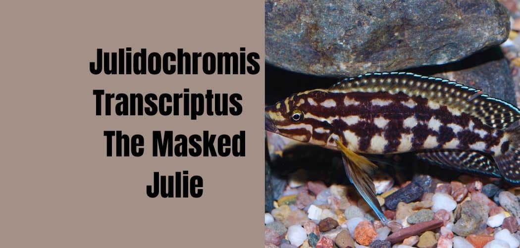 Julidochromis Transcriptus | The Masked Julie » Svet Akvaristike