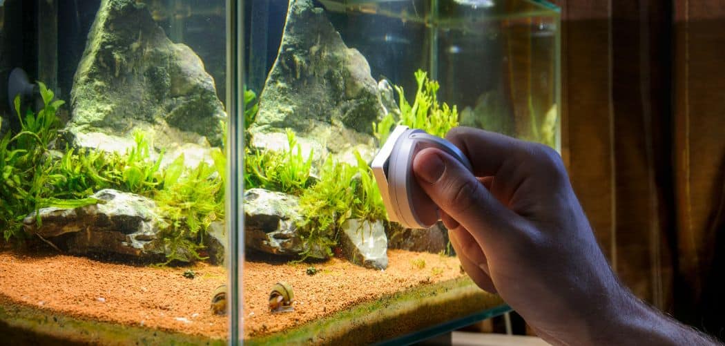 Kako se Rešiti Algi u Akvarijumu? Uvod u Zeleni Svet Pod Vodom » Svet ...