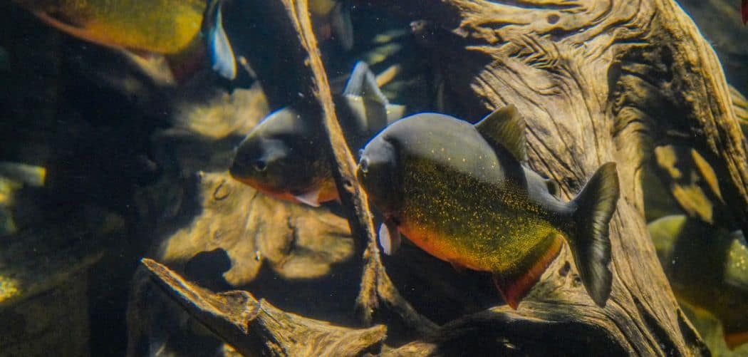 Drvo za Akvarijum | Priprema Panja Vinove Loze » Svet Akvaristike